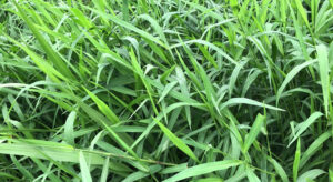 As 7 Melhores Pastagens para o Sul do Brasil - Coisas de Sítio 🤠