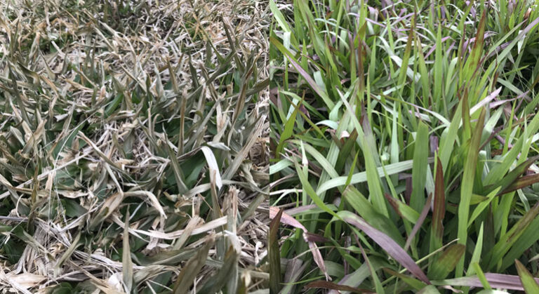 Grama Missioneira-Gigante Dona Emma | Coisas de Sítio