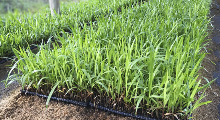 Buscando mudas de Grama Missioneira-Gigante Dona Emma?