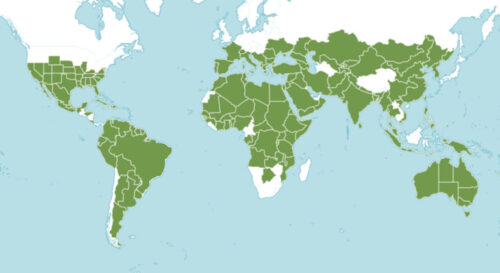 Taboa (Typha domingensis): De Projetos de Paisagismo à Culinária