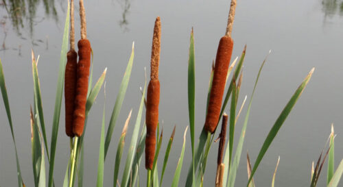Taboa (Typha domingensis): De Projetos de Paisagismo à Culinária