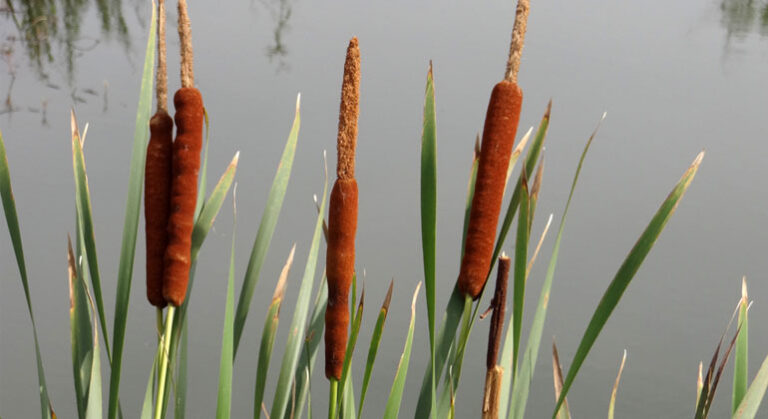 Taboa (Typha domingensis): De Projetos de Paisagismo à Culinária